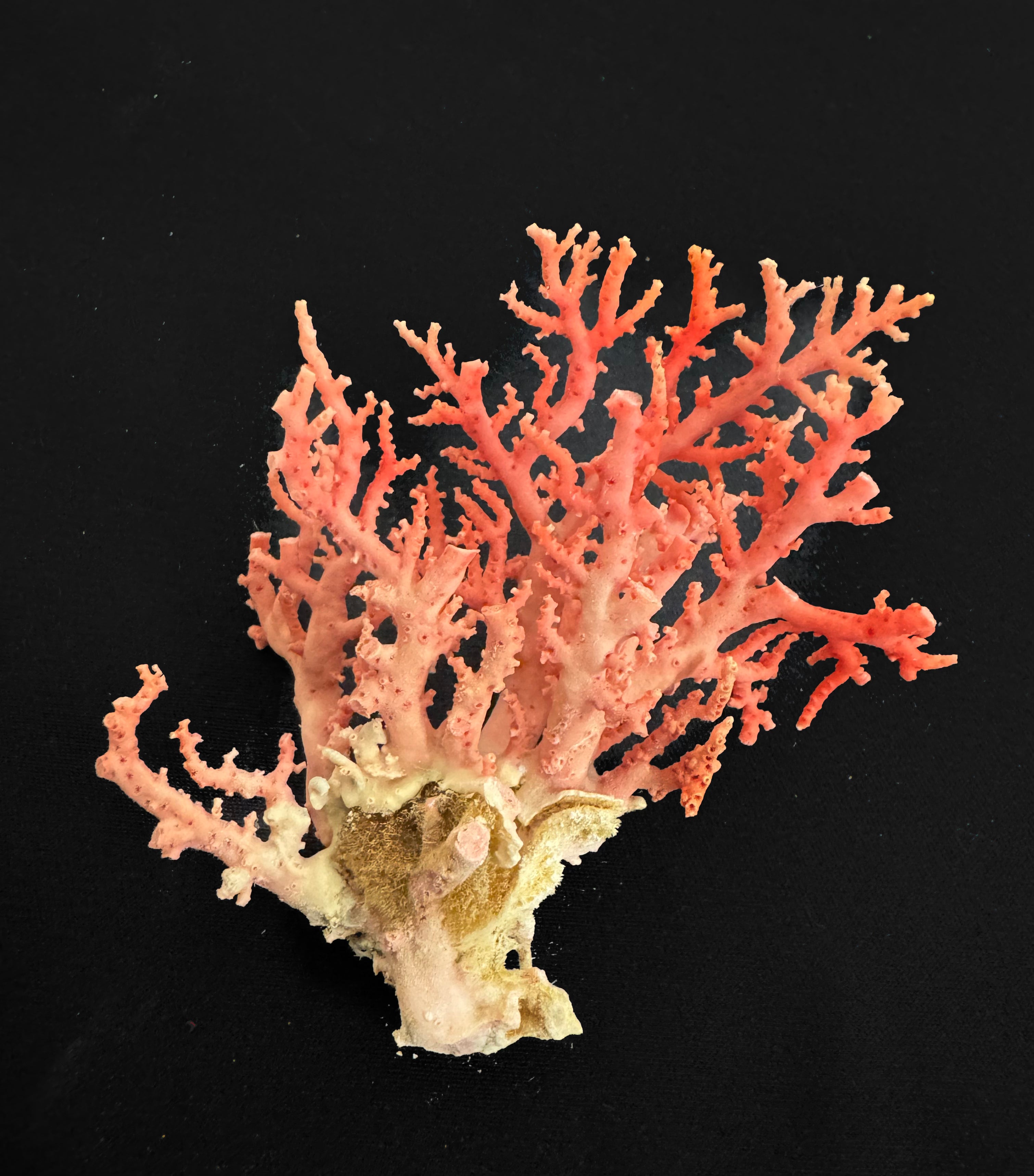 Pink Lace Stylaster Coral (3”x2.5”) – Treasures from Beneath