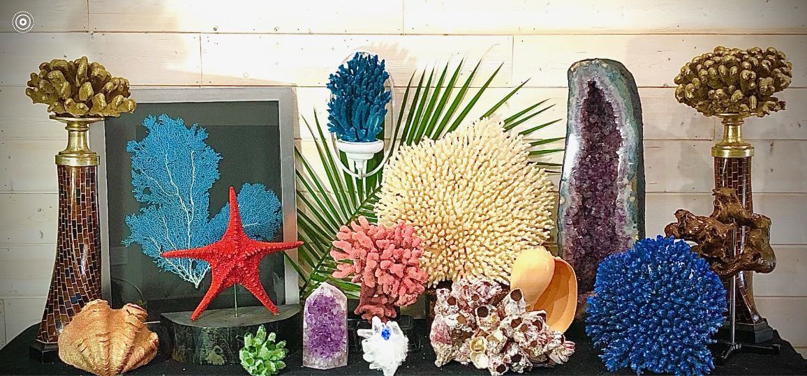Treasures from Beneath - Seashells, Corals, Crystals, Fossils, Stones