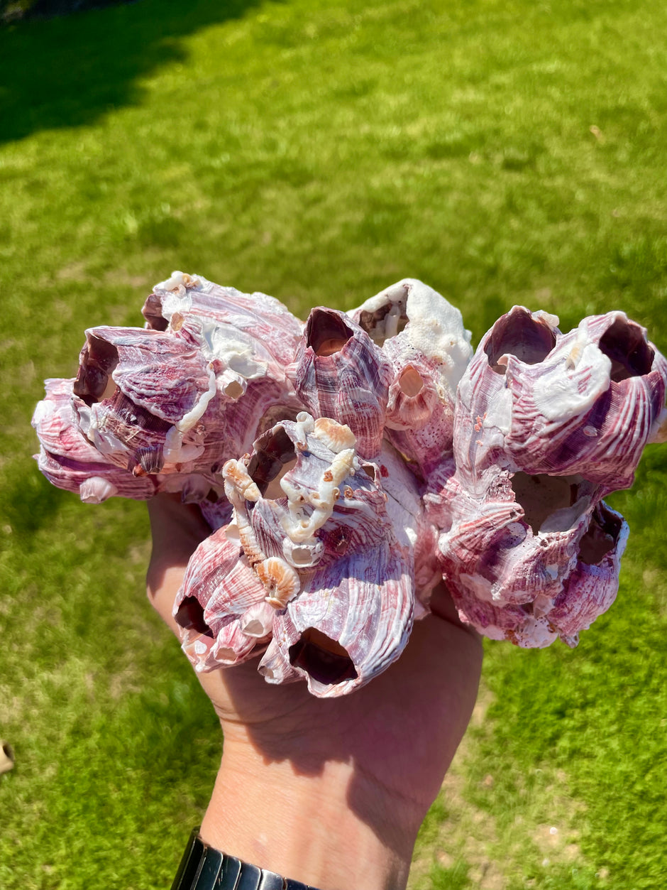 Treasures from Beneath - Seashells, Corals, Crystals, Fossils, Stones