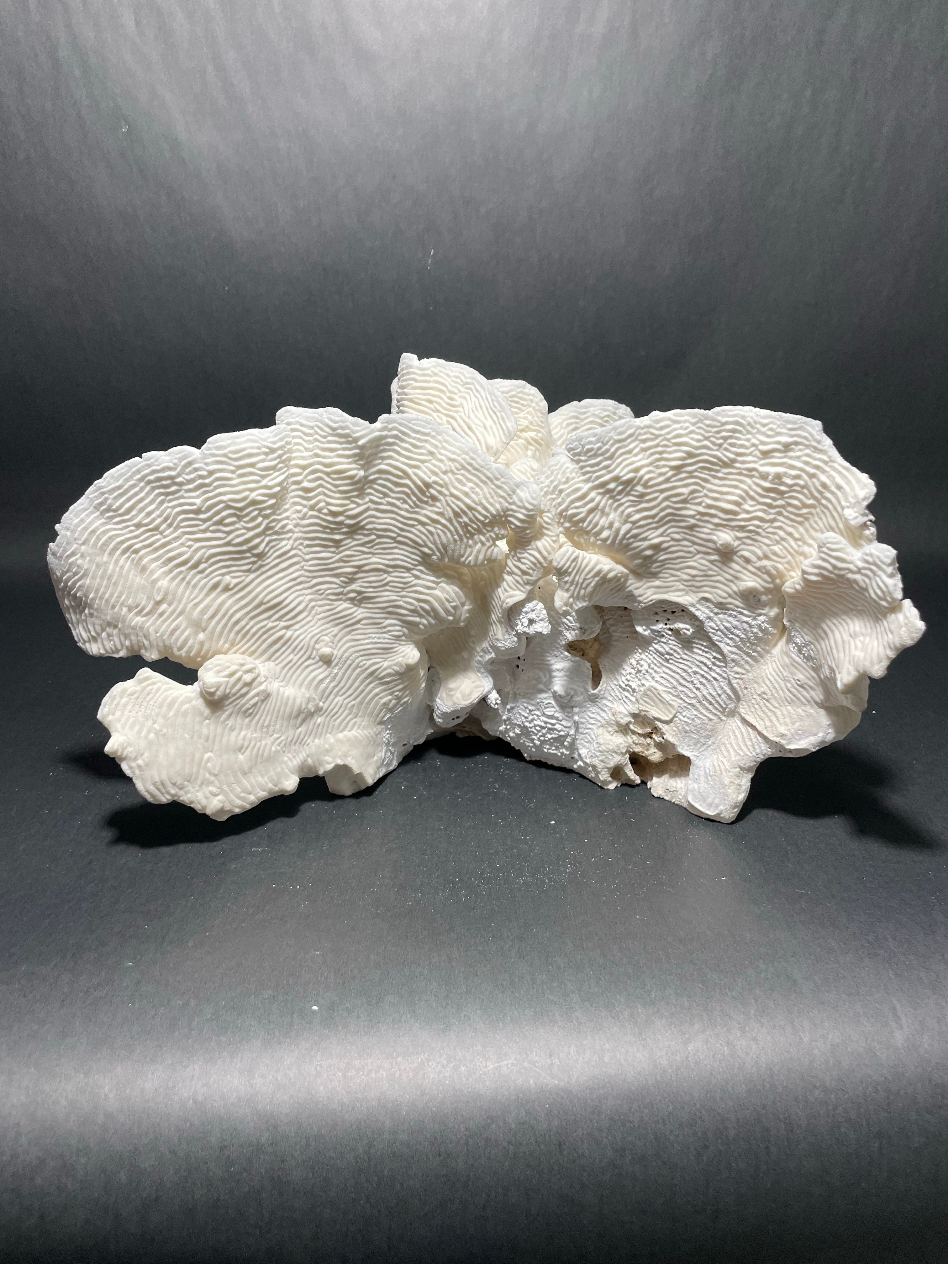 Rugosa Coral (14"x10"x9”) – Treasures from Beneath