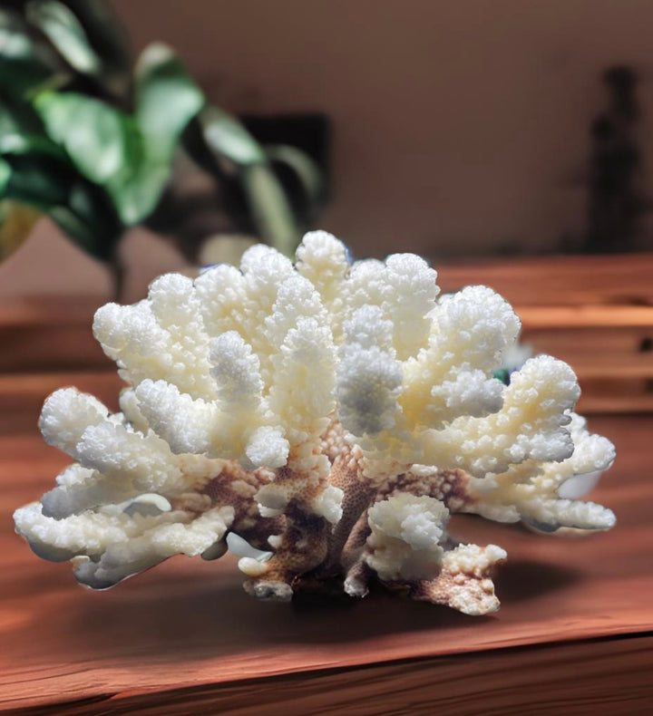 Treasures from Beneath - Seashells, Corals, Crystals, Fossils, Stones