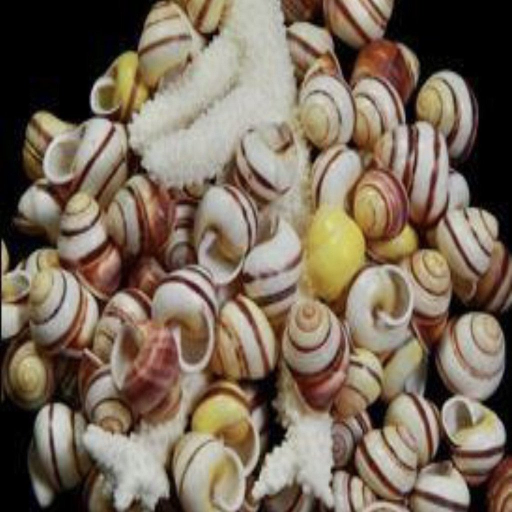 Muffin Snail Shell Striped Land Snail (3/4”), (10 pcs) – Treasures from ...