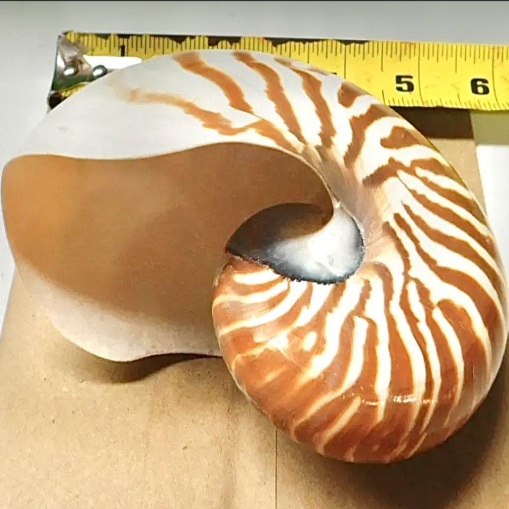 Nautilus Shells 5-6” Tiger Striped Chambered – Treasures from Beneath