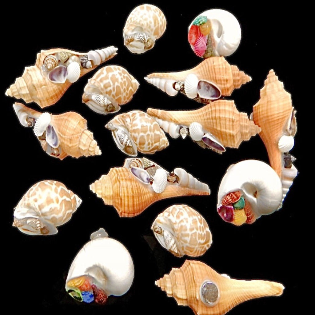 Shell Magnets, (3 pcs) – Treasures from Beneath